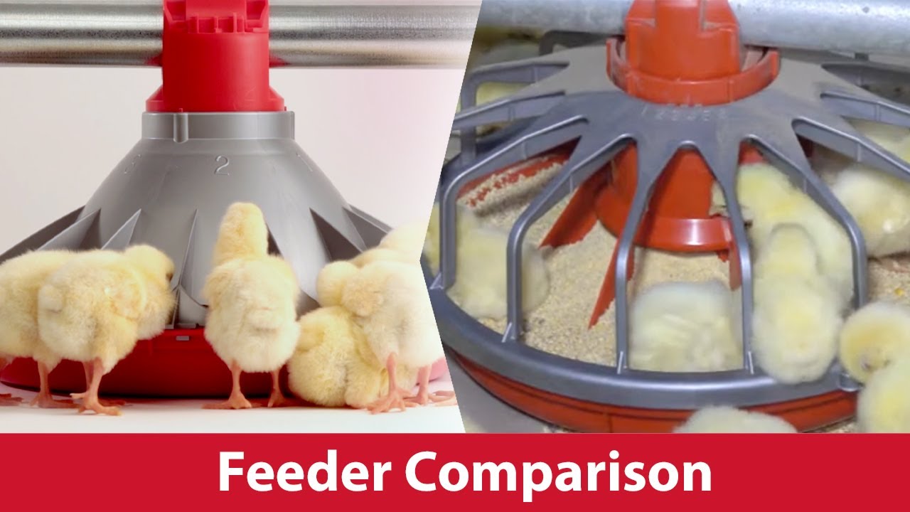 Chore-Time KONAVI® Broiler Feeder Comparison - YouTube