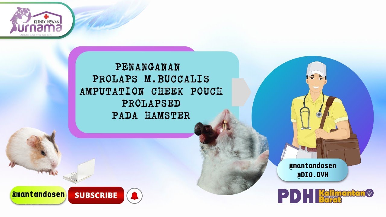 "Check pouch Surgery" HAMSTER SAKIT KAYAK GINI?? Operasi Prolaps ...