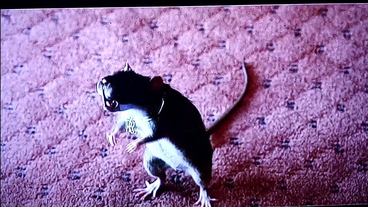 Malibu's Most Wanted Ronnie The Rat - YouTube