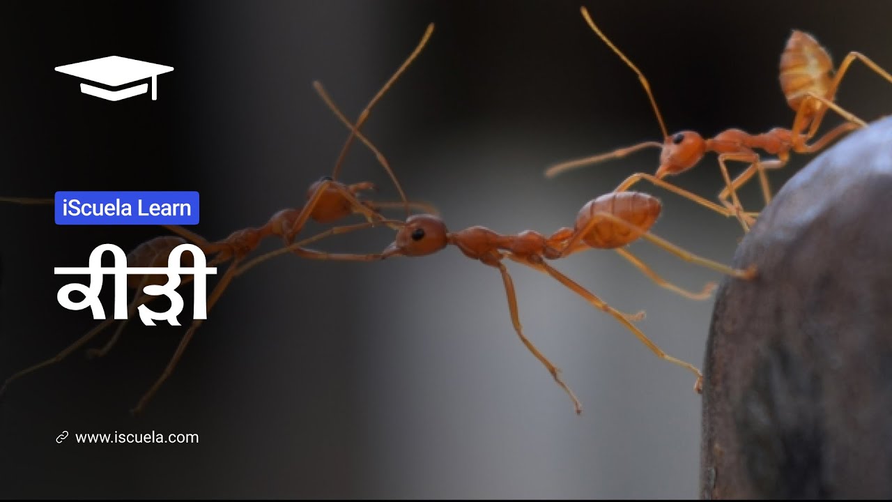 PB | Class 9 | Punjabi | Sahit Mela | Kavita | Chapter 7 | Kidi (PSEB ...