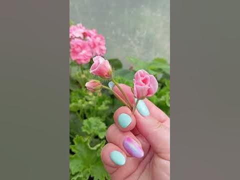 пеларгония сорт Cara Rosa - YouTube