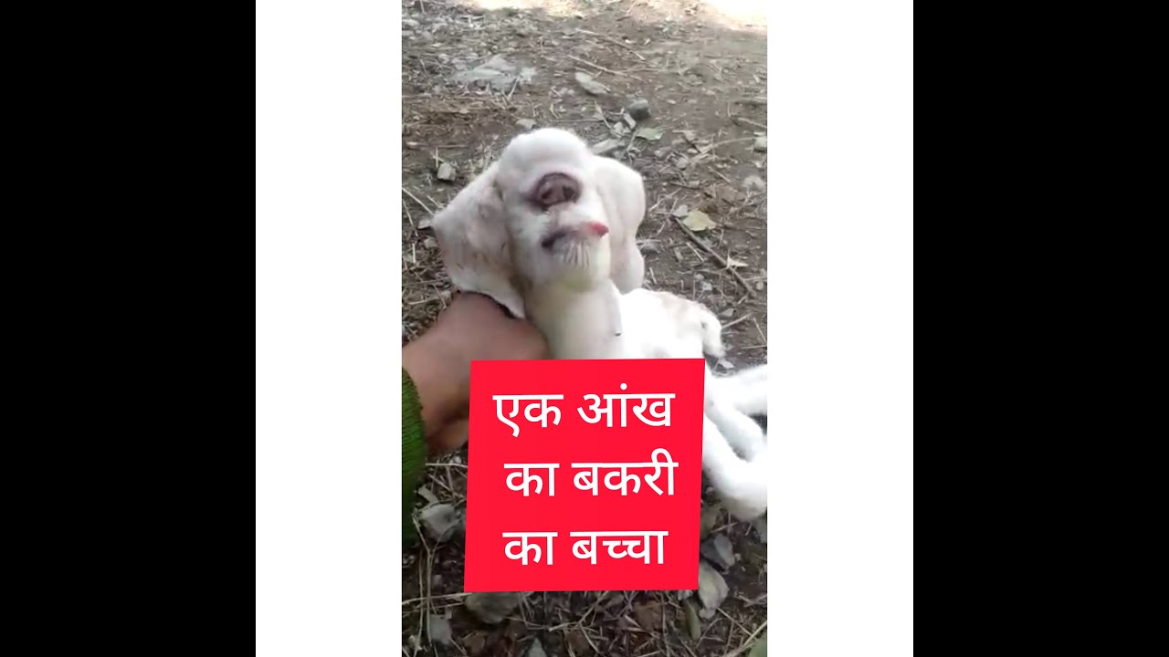 The goat Cyclops (one eyed goat)||एक आंख का बकरी का बच्चा l - YouTube