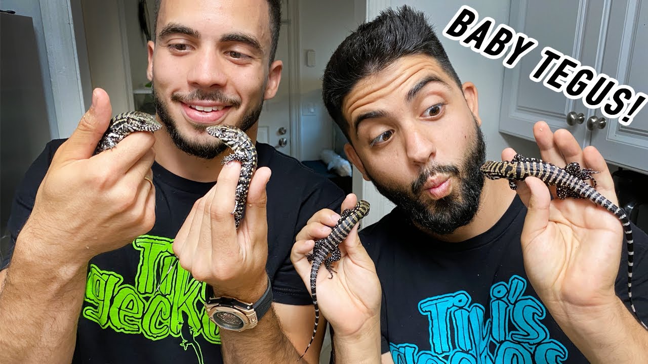 Hatching Baby Tegus IN OUR HANDS! (Baby Tegu Set Up) - YouTube