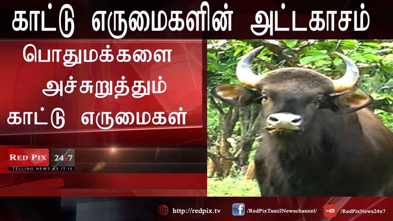 Bison Atrocity in Nilgiri District - Must Watch - YouTube
