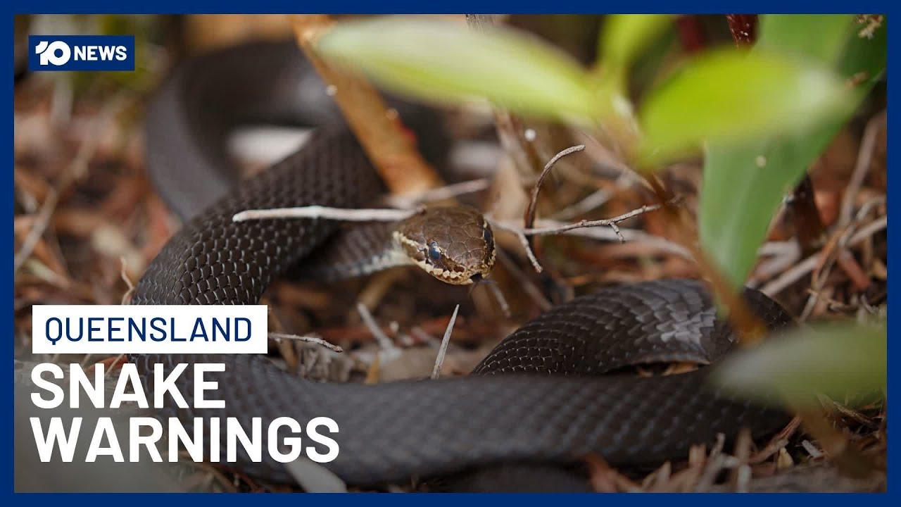 Australia's Snake Population Booming as Mating Season Begins in ...