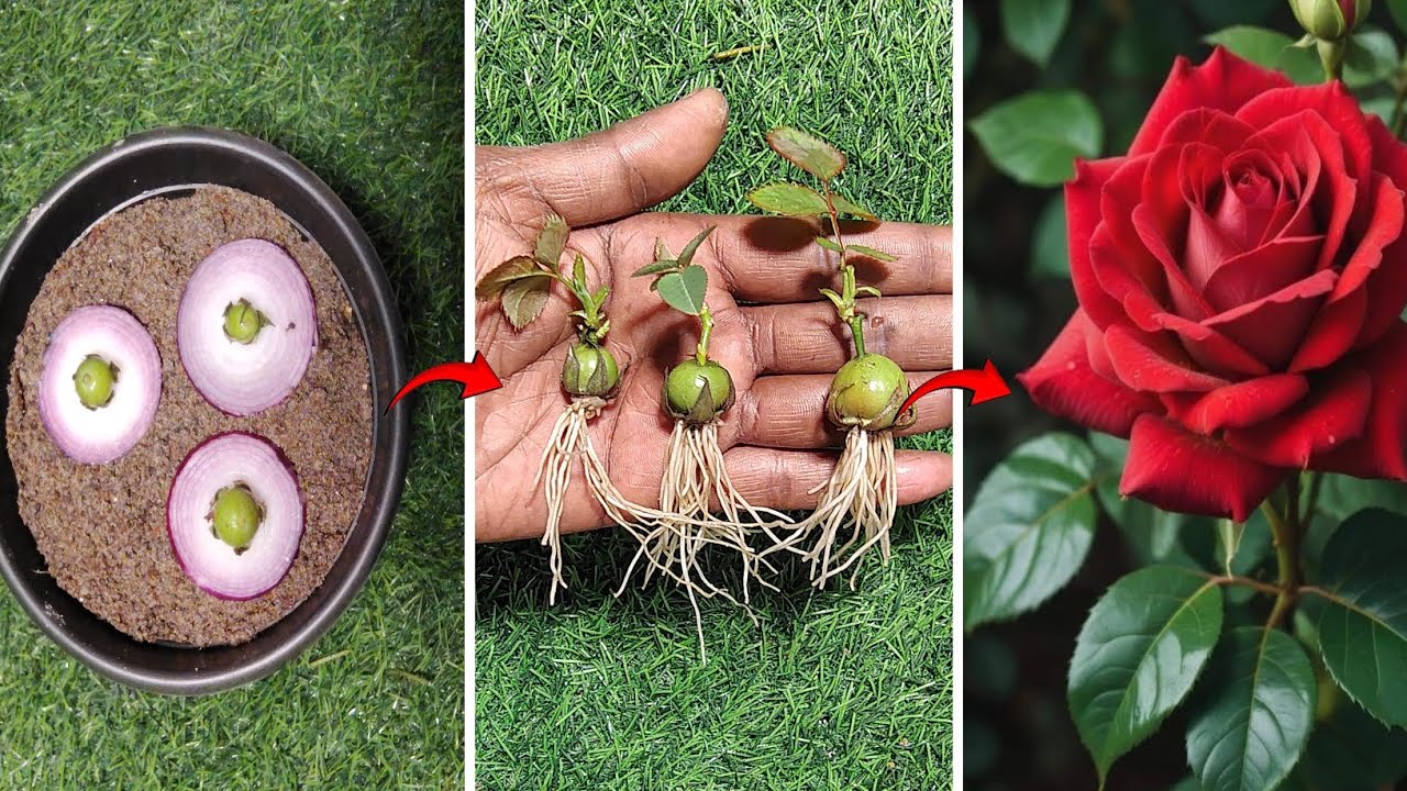 How to grow roses from rose calyx || Great idea for beginner || roses ...