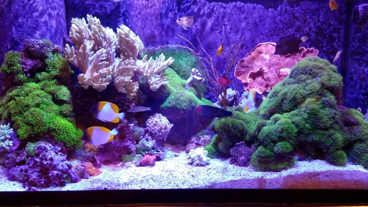 120 Gallon Reef Tank - April 2017 - YouTube