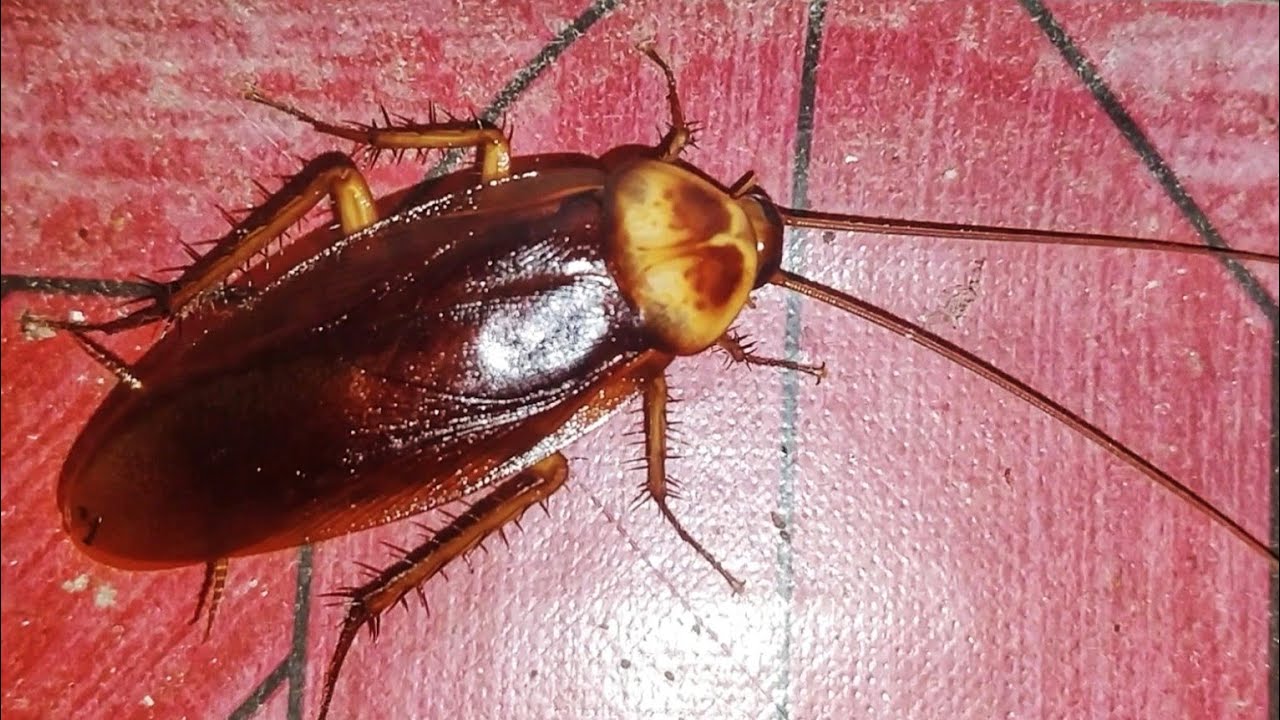 Kecoa sembunyi di bawah sarang laba-laba #cockroach #kecoa #kecoak # ...