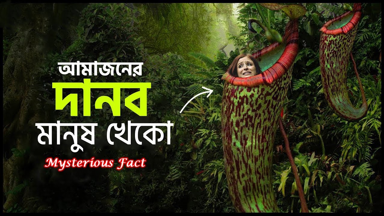 আমাজন জঙ্গল যেসব রহস্যের জন্ম দিয়েছে 😨 | Amazon Forest Most Dangerous ...