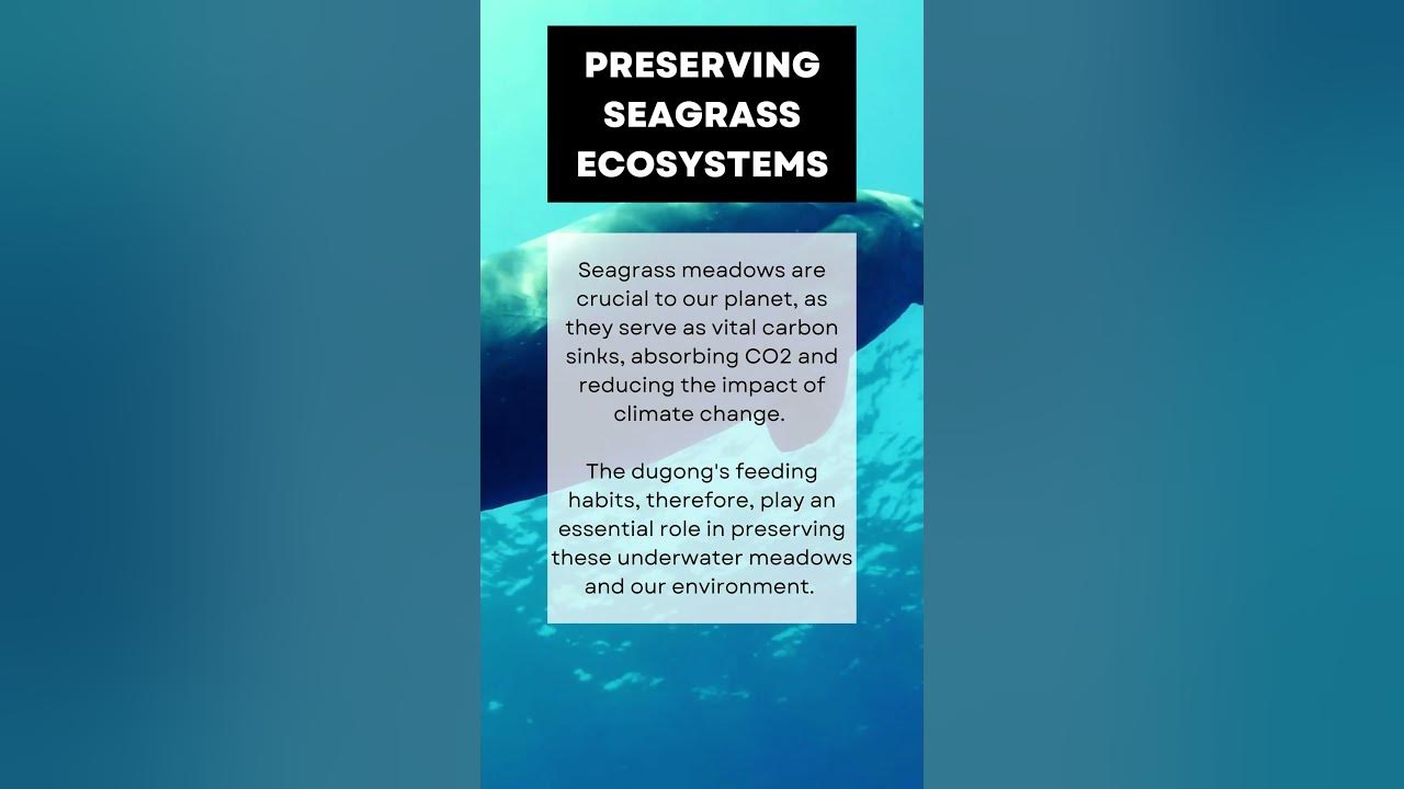The Secret Role Of Dugongs In Saving Our Oceans Adorable Sea Cows Preserving Seagrass