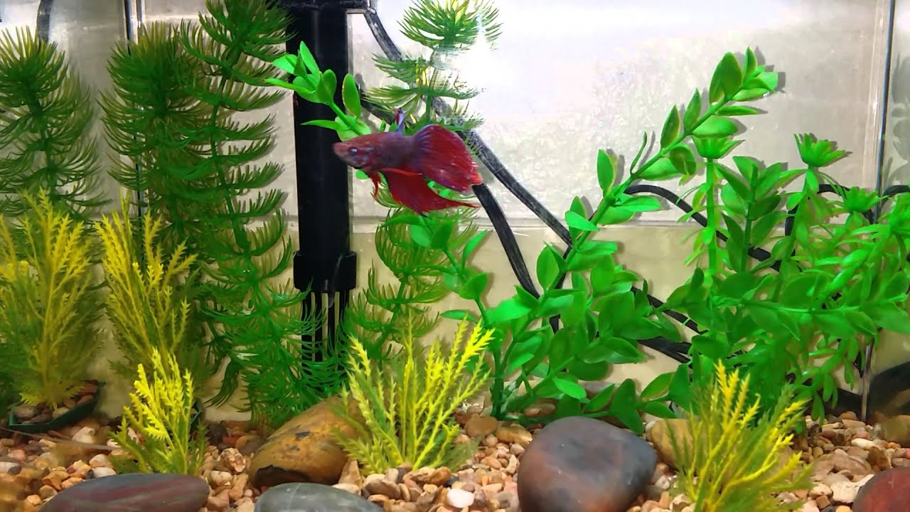 Betta in a 3-Gallon Eclipse Aquarium - YouTube