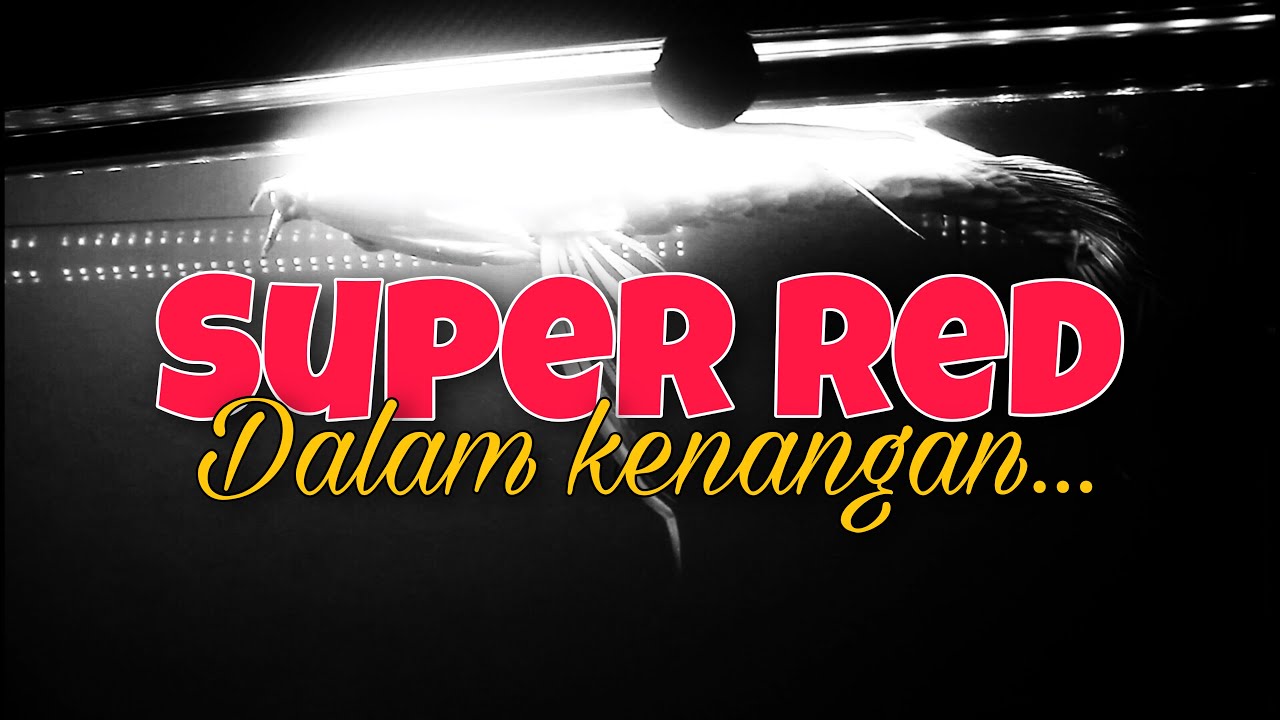 Super Red dalam kenangan - YouTube