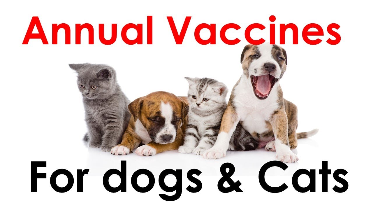 Q&A Annual vaccines in dogs & Cats - YouTube