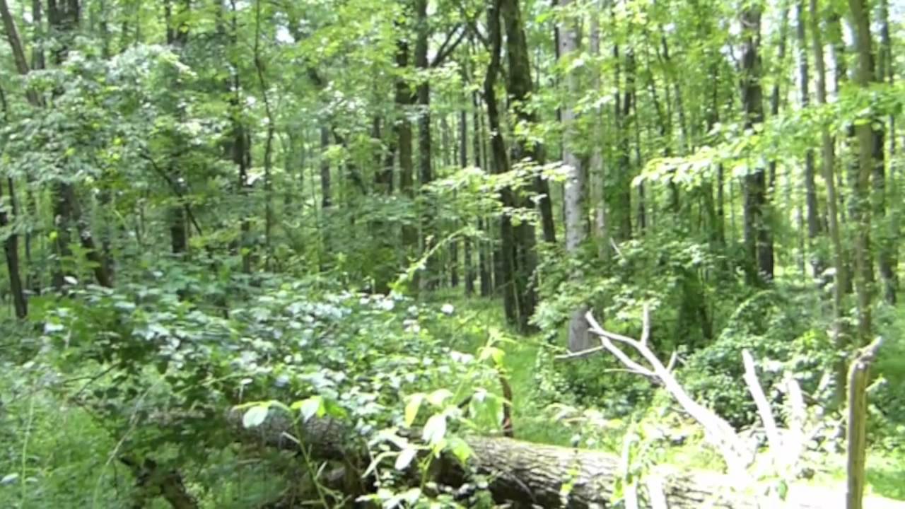 HD-720p_1280x720_Swamp-Darner-dragonfly-feeding-frenzy-II.mov - YouTube