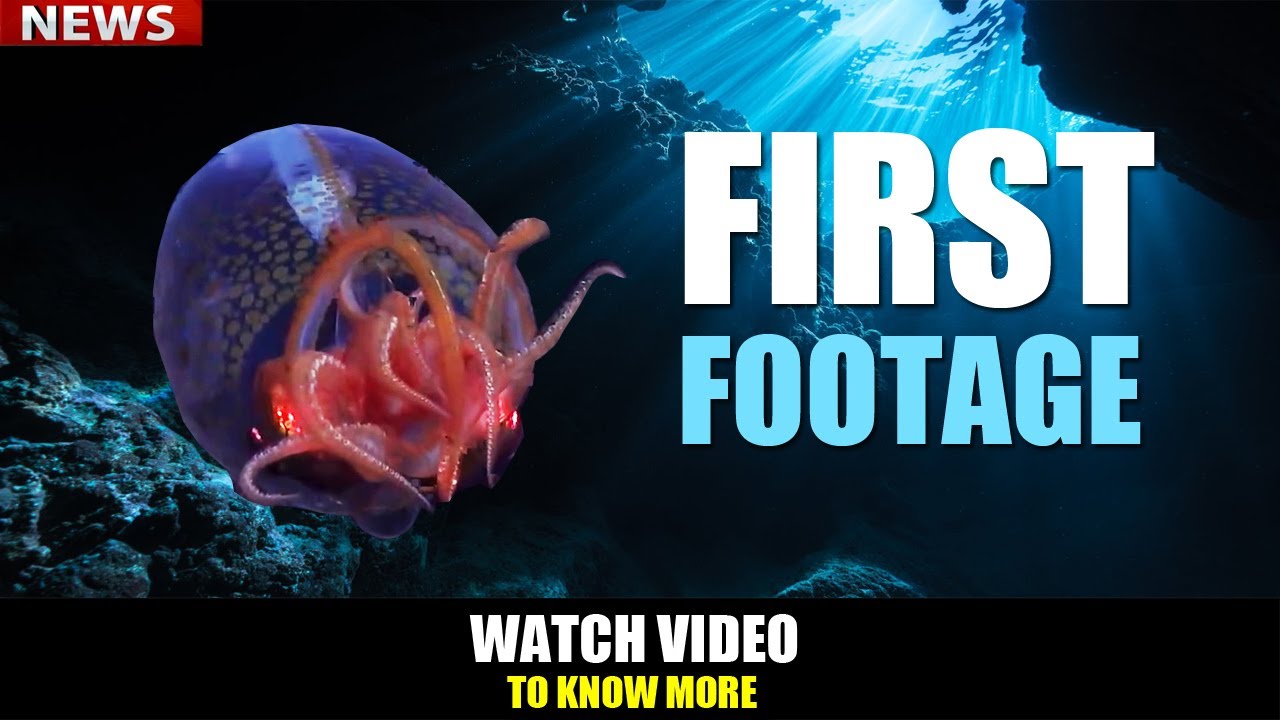 FIRST FOOTAGE !! Never See Before Colossal Squid Spotted Swimming ...