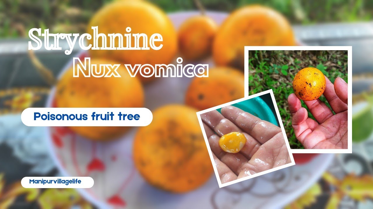 Strychnine nux vomica Poisoning | Kuchla tree in Manipur | Quaker ...