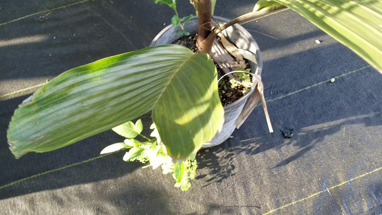 Hydriastele beguinii - The Obi Island Palm (and Form)! - YouTube