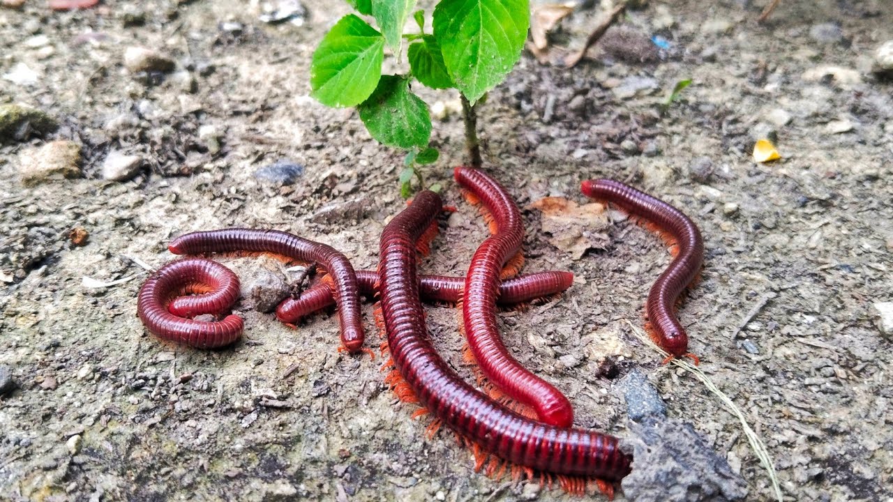 Catching luwing in the forest in the morning, lots of luwing on rocks ...