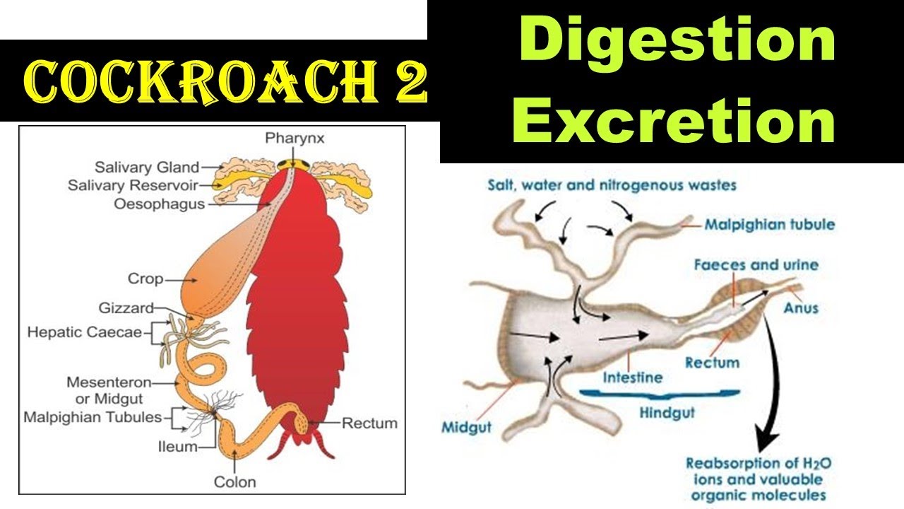 Cockroach Morphology Anatomy Excretory System Circulatory System