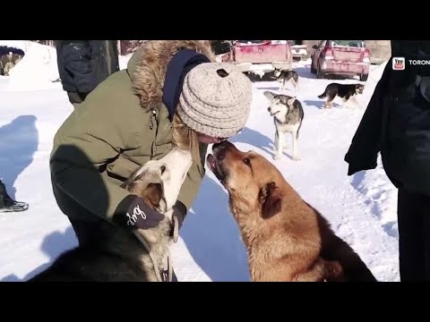 Toronto Humane Society rescues animals from the north