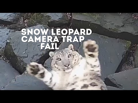 FUNNY Snow Leopard Camera Trap Fail! | Animals On CCTV