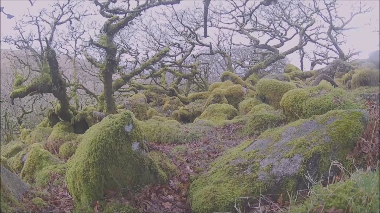 Magical Wood - YouTube