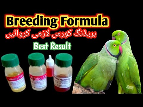 Great Breeding Formula for Birds Quick Results|Benefits of feeding ...