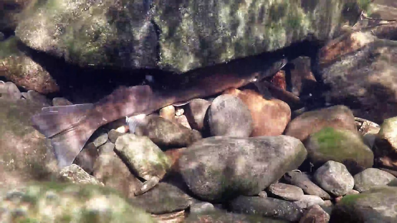 Sleeping Salmon Aug 2015 - YouTube
