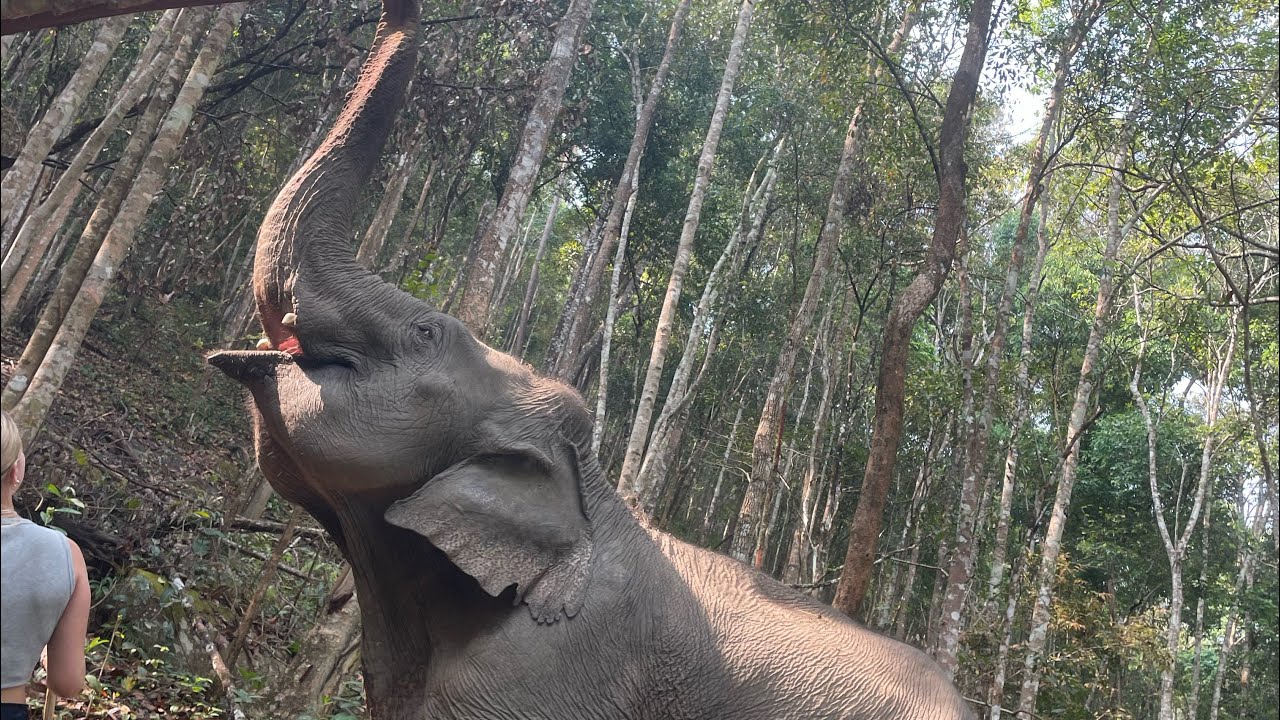 DND 127: Just some Humans and Elephants Hanging Out in the Jungle - YouTube