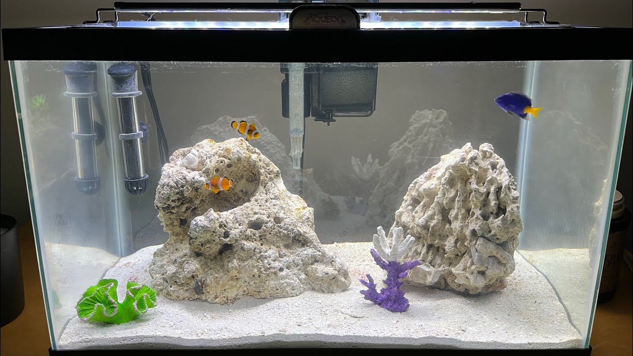 Yellow Tail Damsel For My Saltwater Tank - YouTube