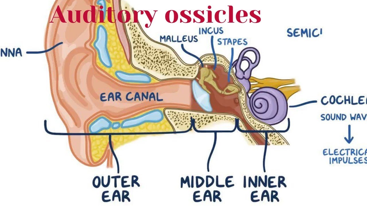 auditory ossicles | middle ear anatomy | ear anatomy ...