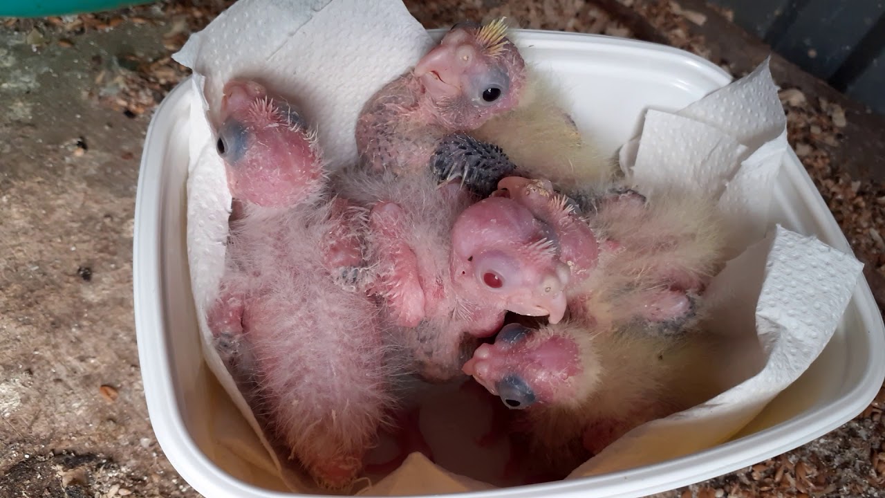Cockatiel Nesting Box 1 From Christine s Aviaries YouTube cockatiel-nesting-box-1-from-christine-s-aviaries-youtube