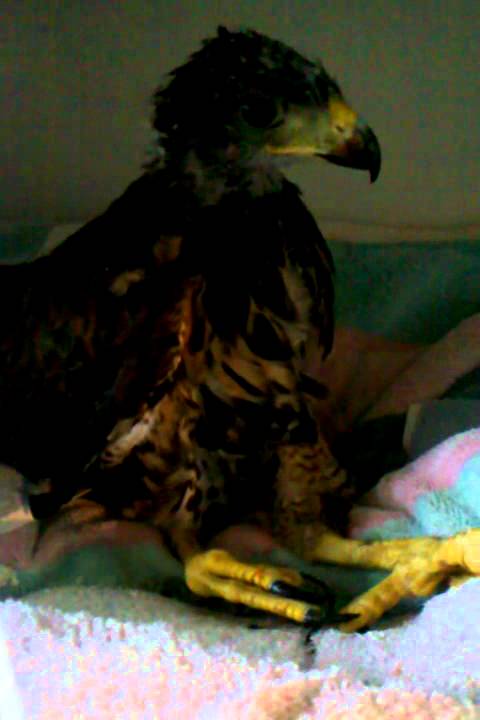 Hand-feeding a baby Harris Hawk - YouTube