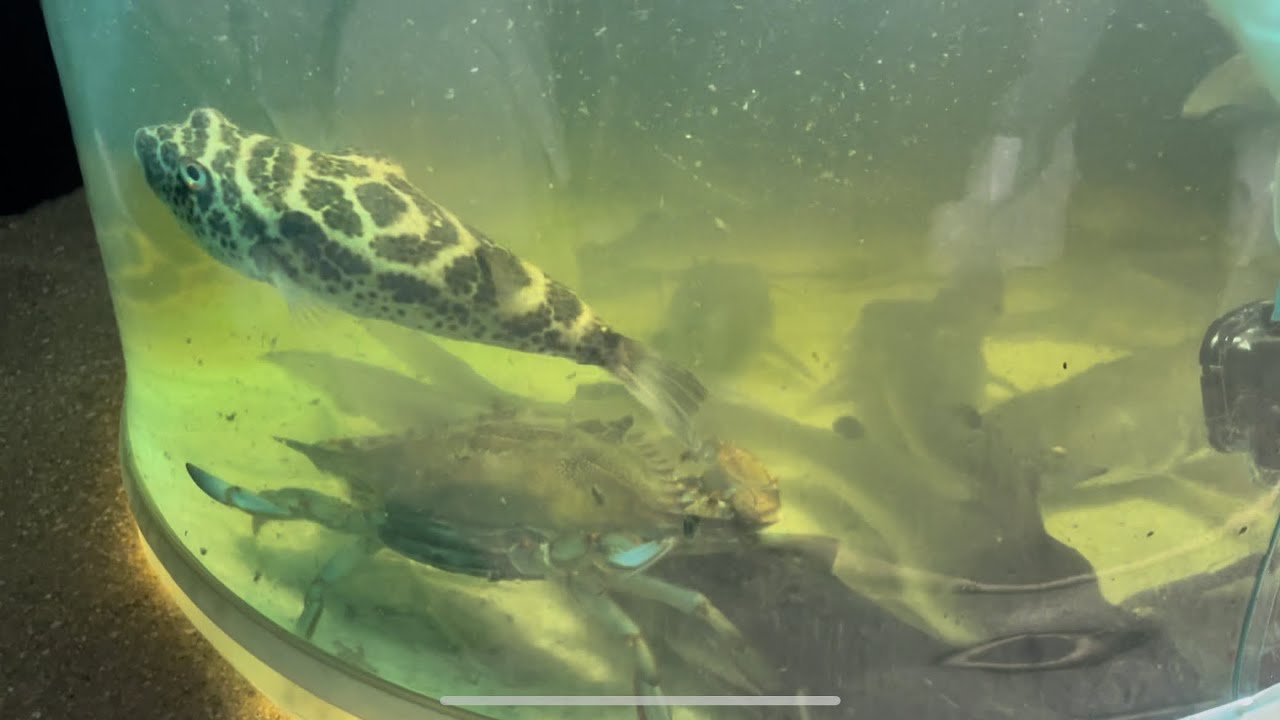 Catching puffer fish and more for my friends Pond! - YouTube
