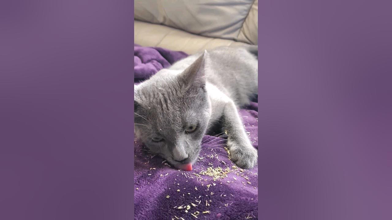 CATNIP!! Buddy Loves CATNIP!! #cats #cats of youtube #pets #catsoncatnip #cute cats #catnip ...