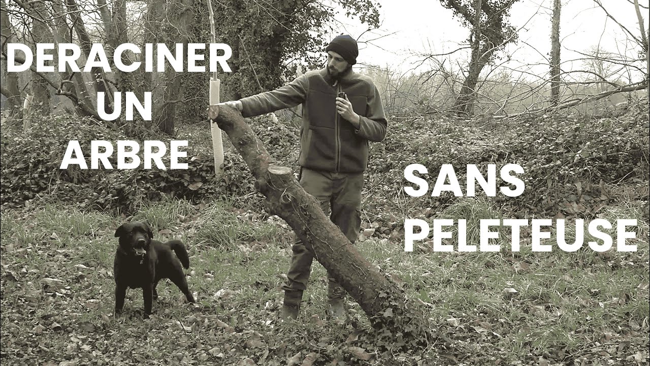 Dessoucher un arbre sans pelleteuse en 2025 - Ma méthode - YouTube