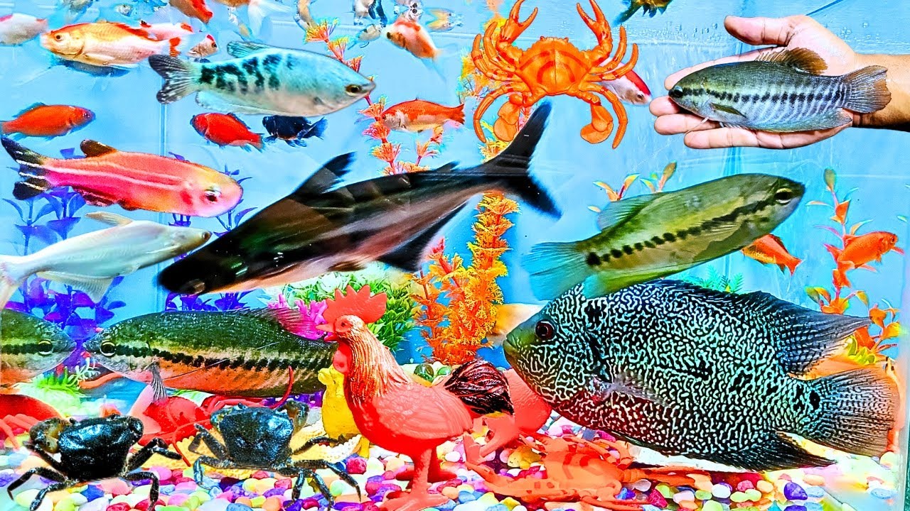 cute animal videos, crabs, flowerhorn, catfish, tilapia, zebrafish ...