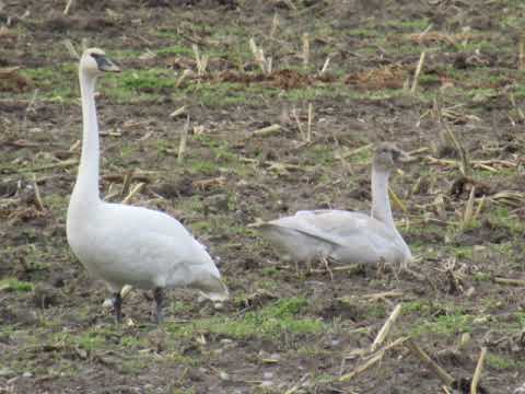 Swan Appearance - YouTube