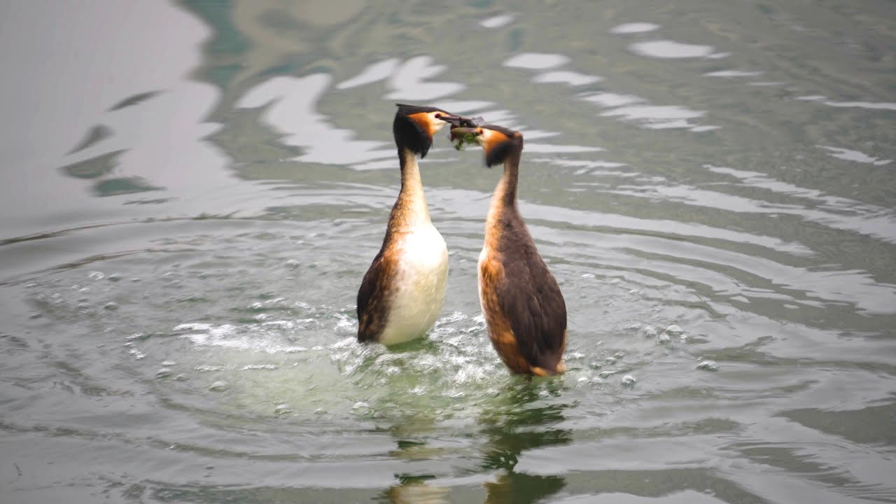 뿔논병아리 (Horned Grebe Chicks, 4K) - Cool Cats (Family Kush) - YouTube