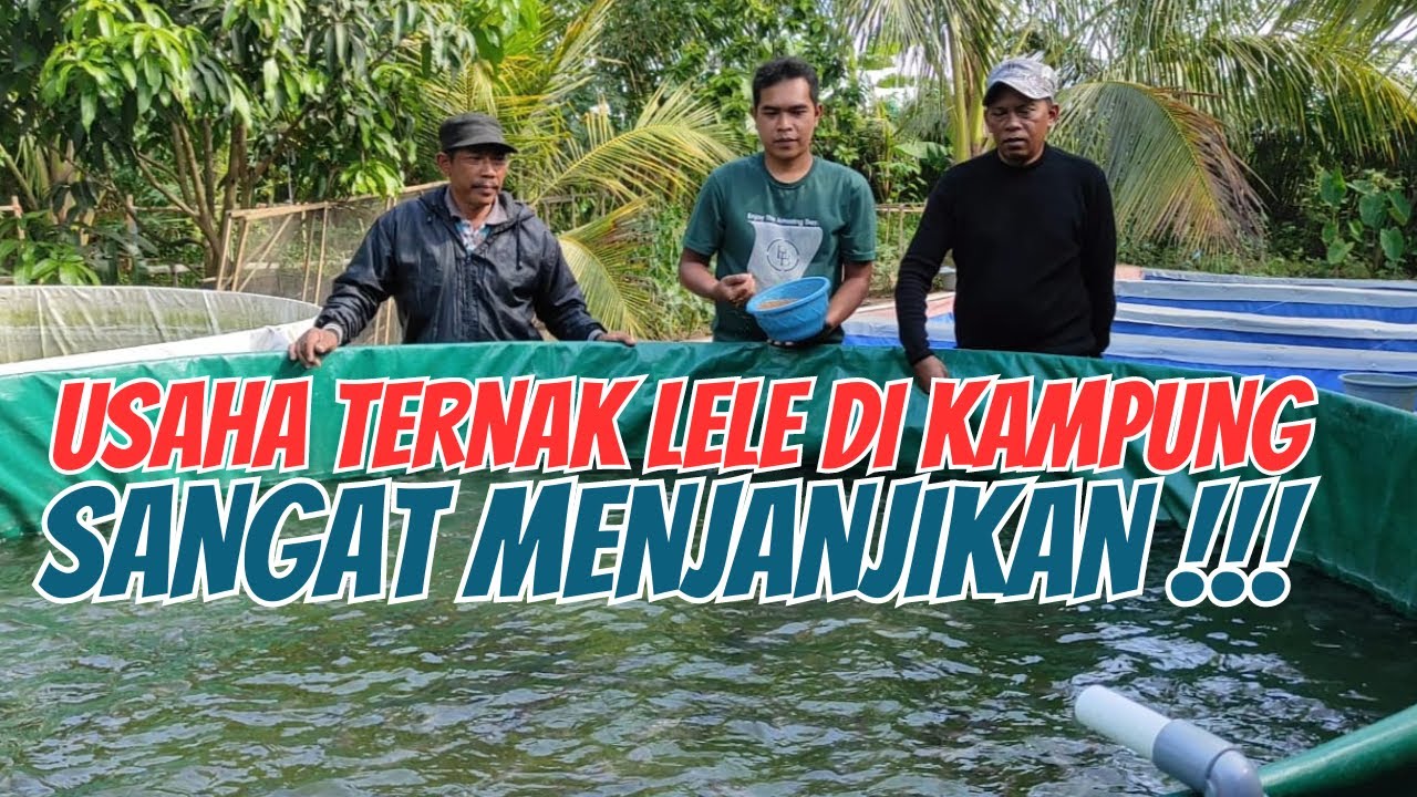 Budidaya LELE, Inspirasi Peluang Usaha Di Kampung - YouTube