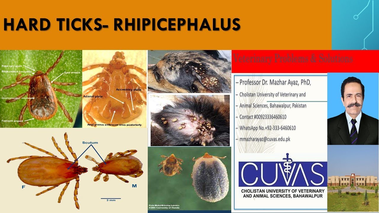 Ticks Rhipicephalus - YouTube