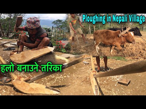 Primitive PLOUGH MACHINE in Nepali Village | Halo Banaune Tarika ...