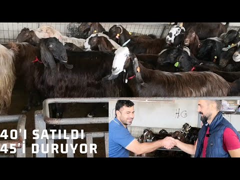 ÇORUM'DAKİ KEÇİLERİN 40'I SATILDI 45'İ DURUYOR #KÖYEGÖÇ #KÜÇÜKBAŞ #HALEPKEÇİSİ #SÜTKEÇİSİ #KEÇİSÜTÜ