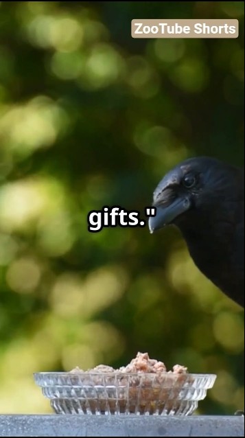 Crows: Leave Gifts for Humans #crow #animals #wildlife #shorts # ...