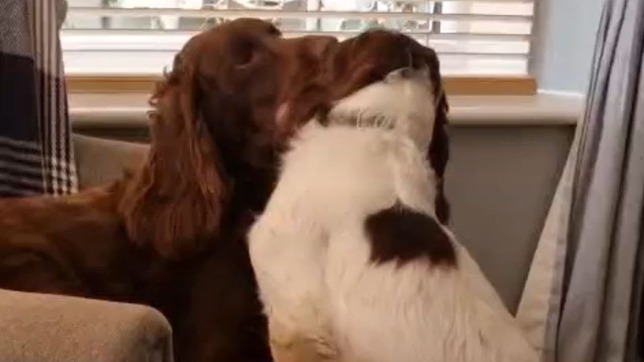 'She Doesn't Give Up!' - Doggo displays INSANE persistence while trying ...