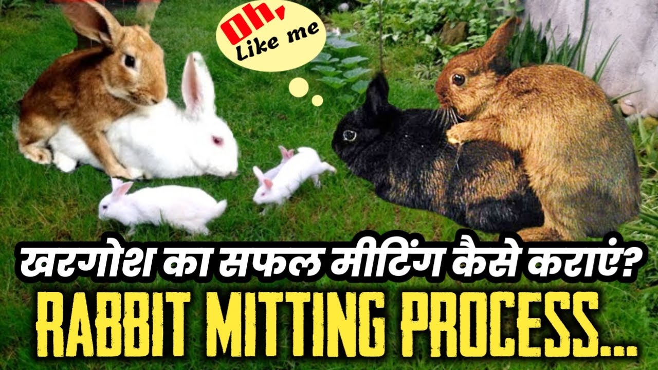 Rabbit Breeding Process In Hindi || खरगोश का सफल मीटिंग कैसे कराएं ...