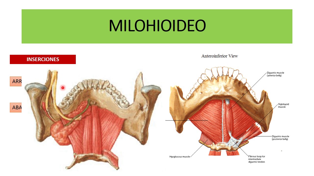 Estilohioideo, milohioideo, genihioideo - YouTube