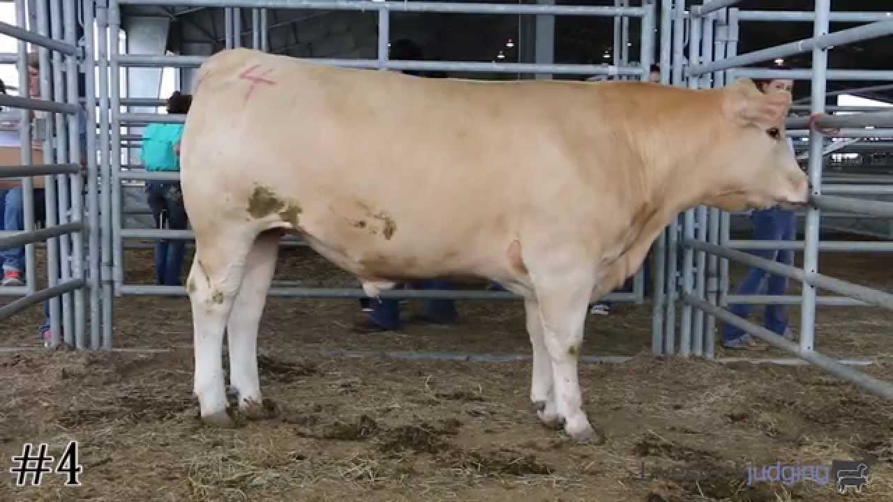 Slaughter Cattle Grading Practice YouTube slaughter-cattle-grading-practice-youtube
