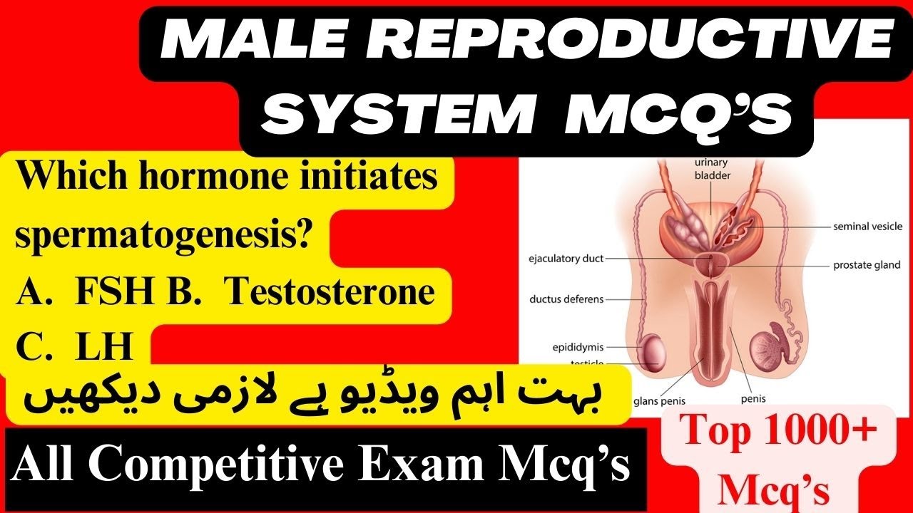 MALE REPRODUCTIVE SYSTEM MCQ’S 1A | reproduction | male ...