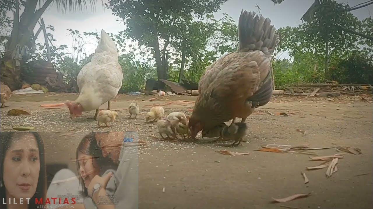 PATRICIA PALIHIM NATUWA SA PAGKAWALA NI INNO!|ADVANCE LILET MATIAS STORYTELLING NUMBER 11 - YouTube